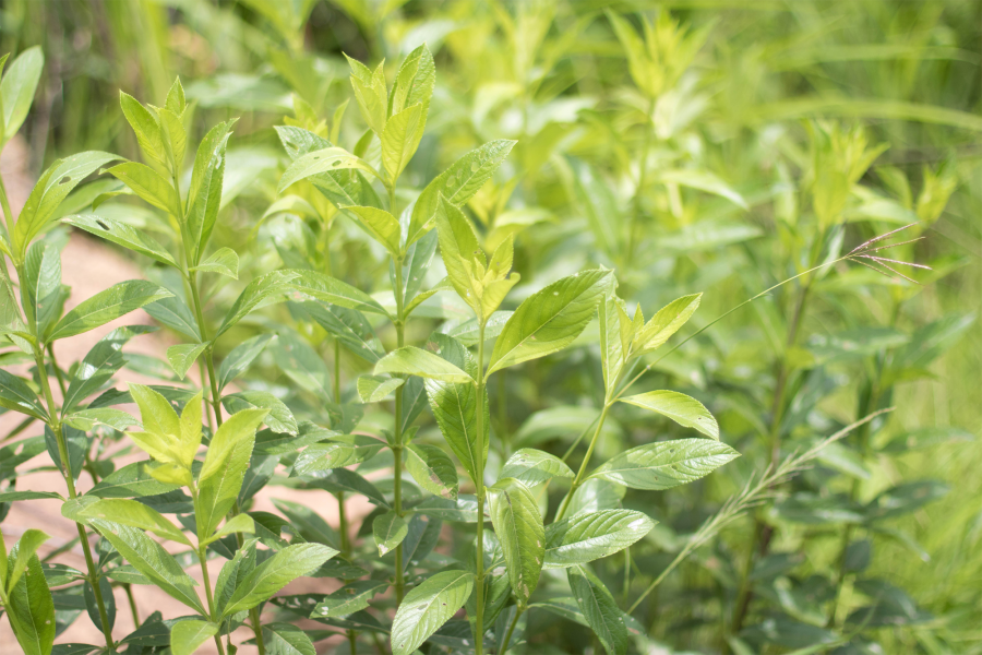 Lippia multiflora · West African Plants