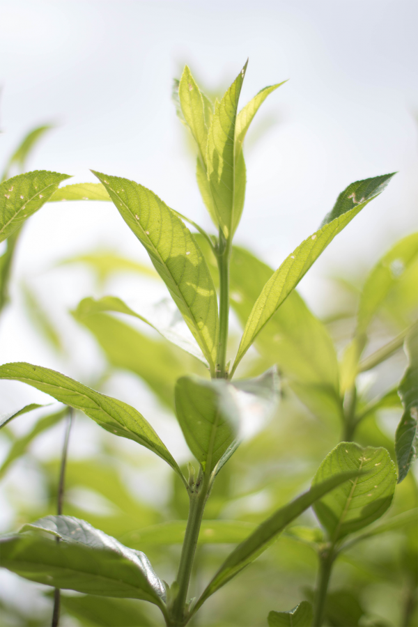 Lippia multiflora · West African Plants