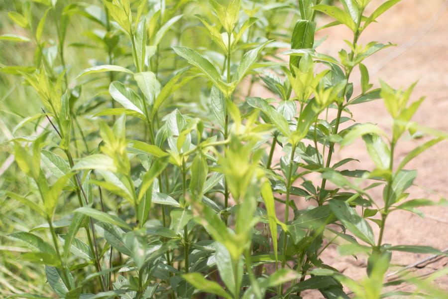 Lippia multiflora · West African Plants