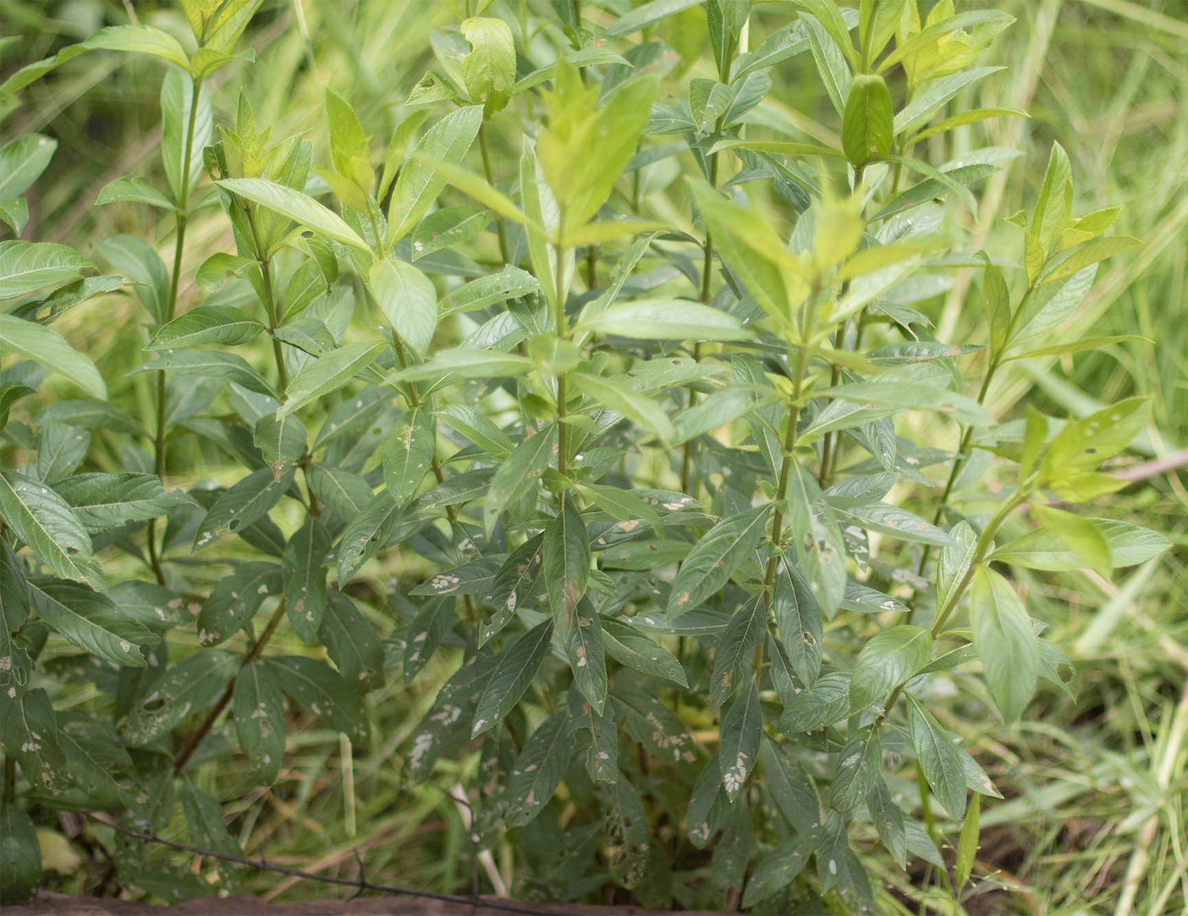 Lippia multiflora · West African Plants