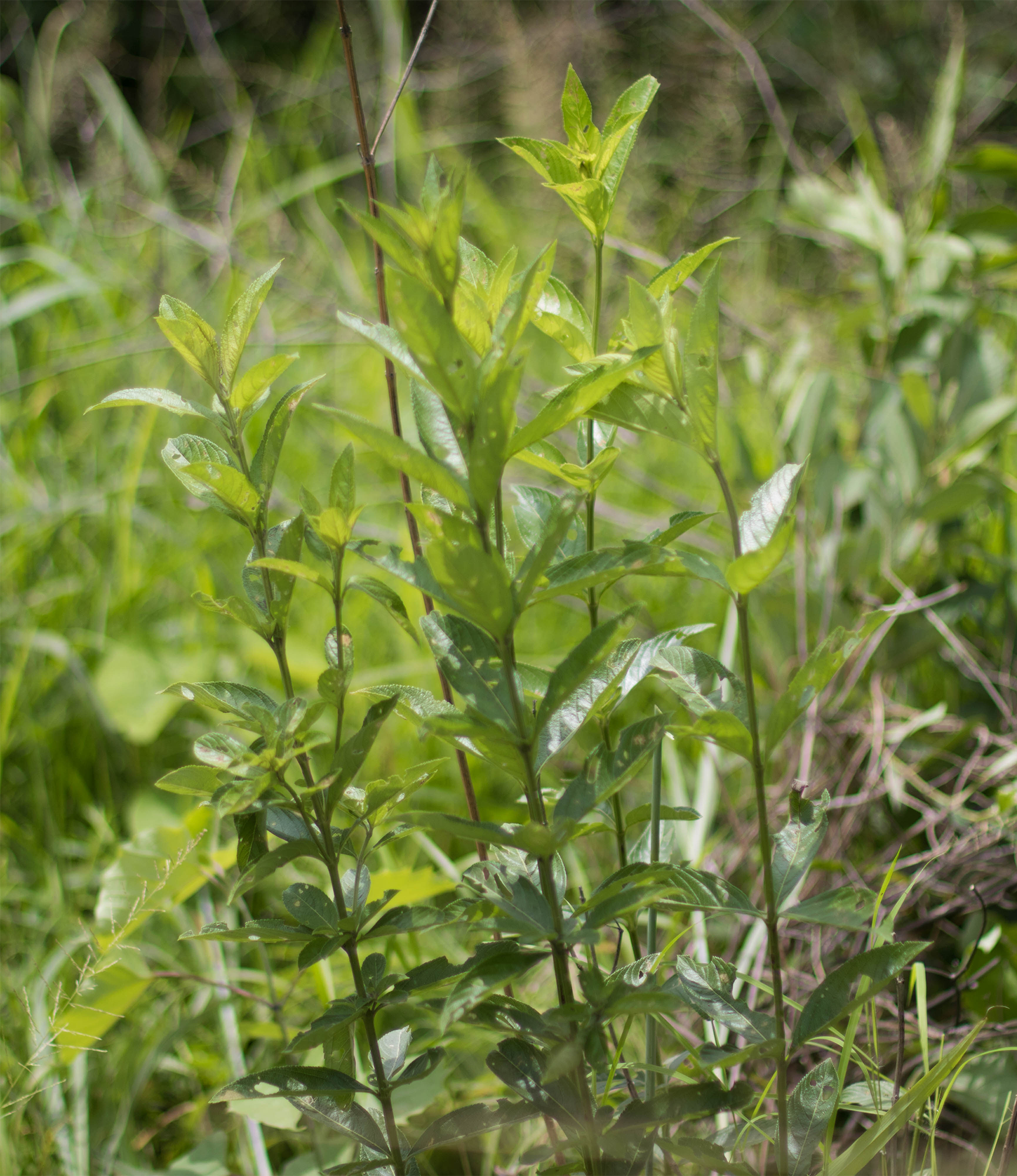 Lippia multiflora · West African Plants