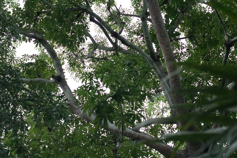 Terminalia superba Engl & Diels · West African Plants