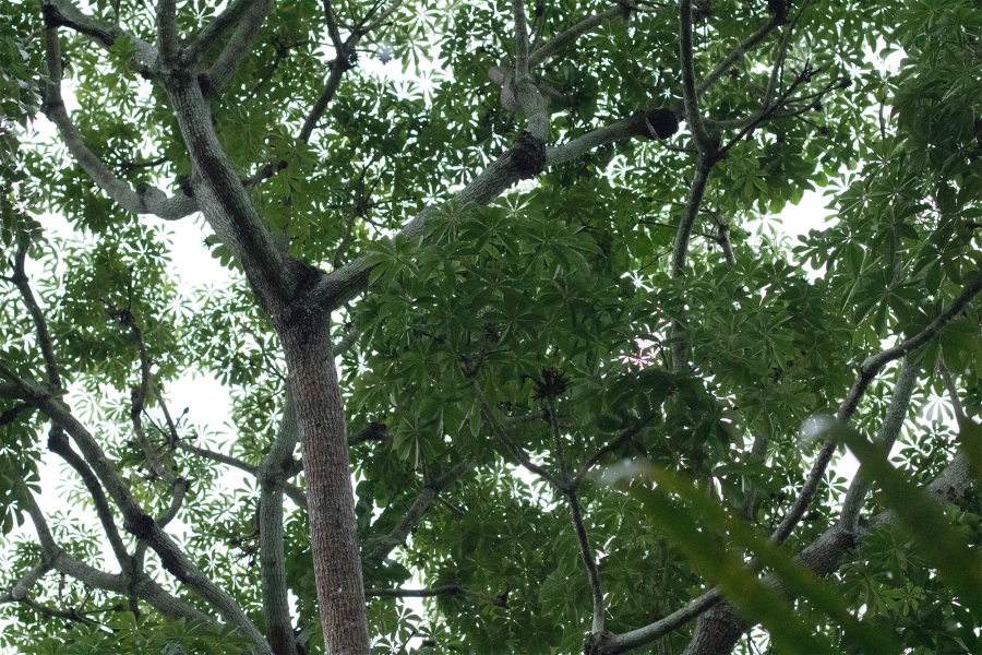 Terminalia superba Engl & Diels · West African Plants