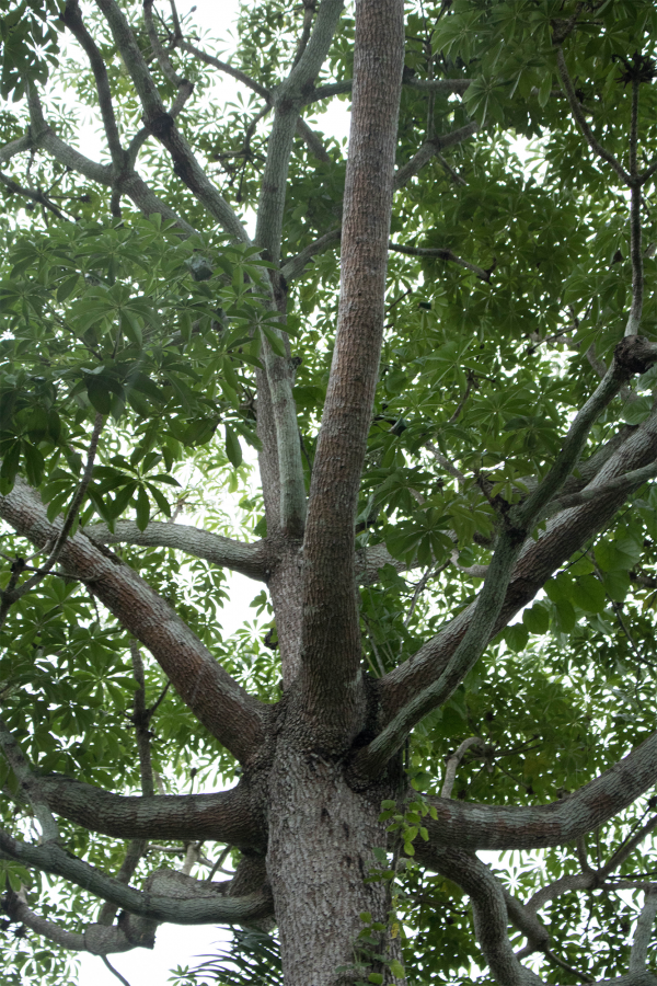 Terminalia superba Engl & Diels · West African Plants