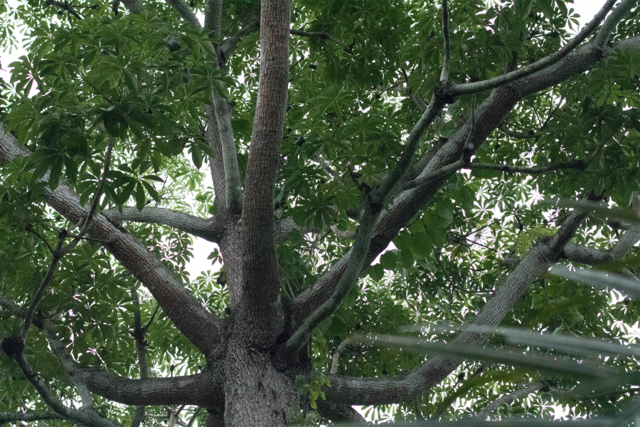 Terminalia superba Engl & Diels · West African Plants