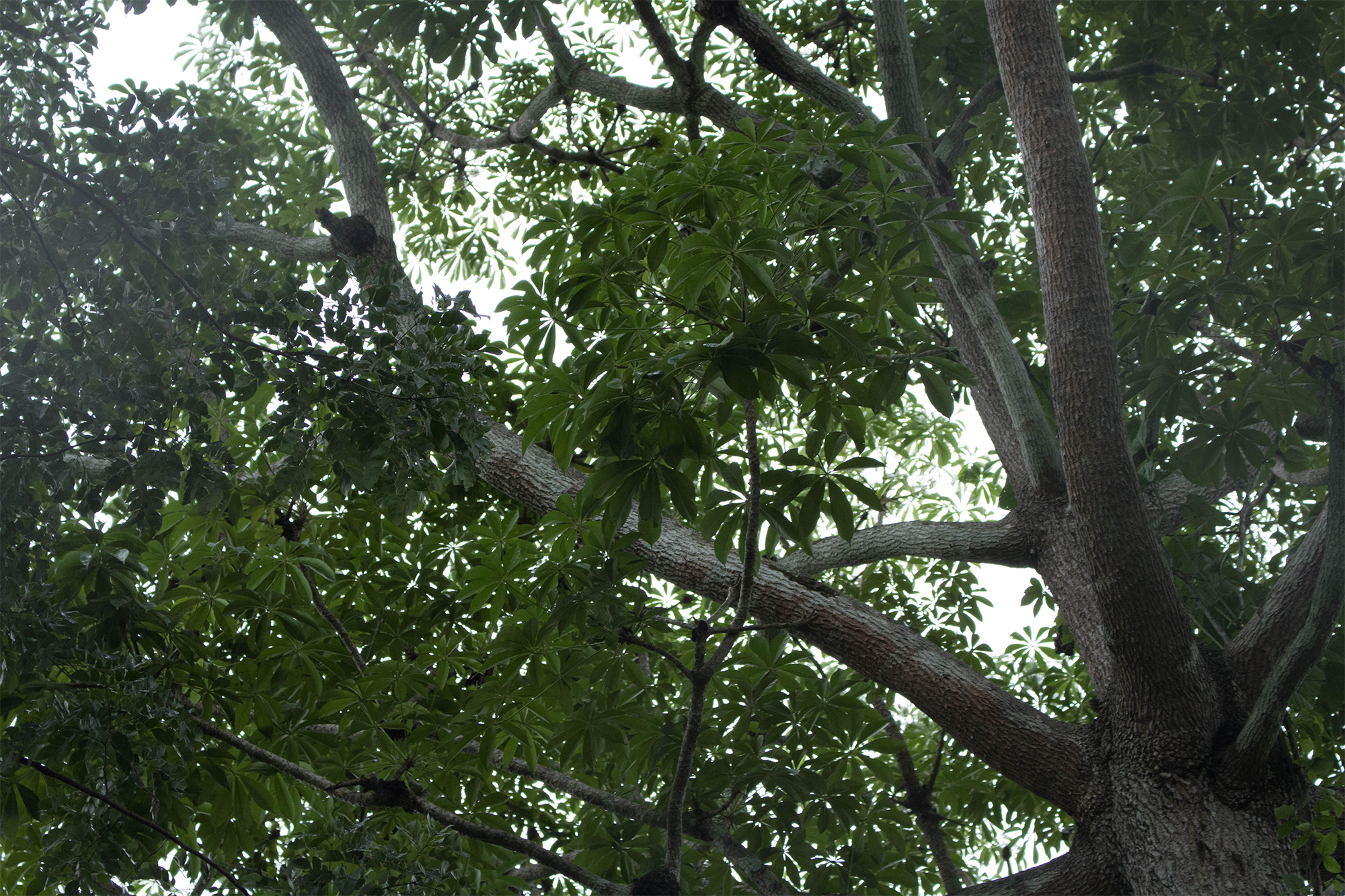 Terminalia superba Engl & Diels · West African Plants